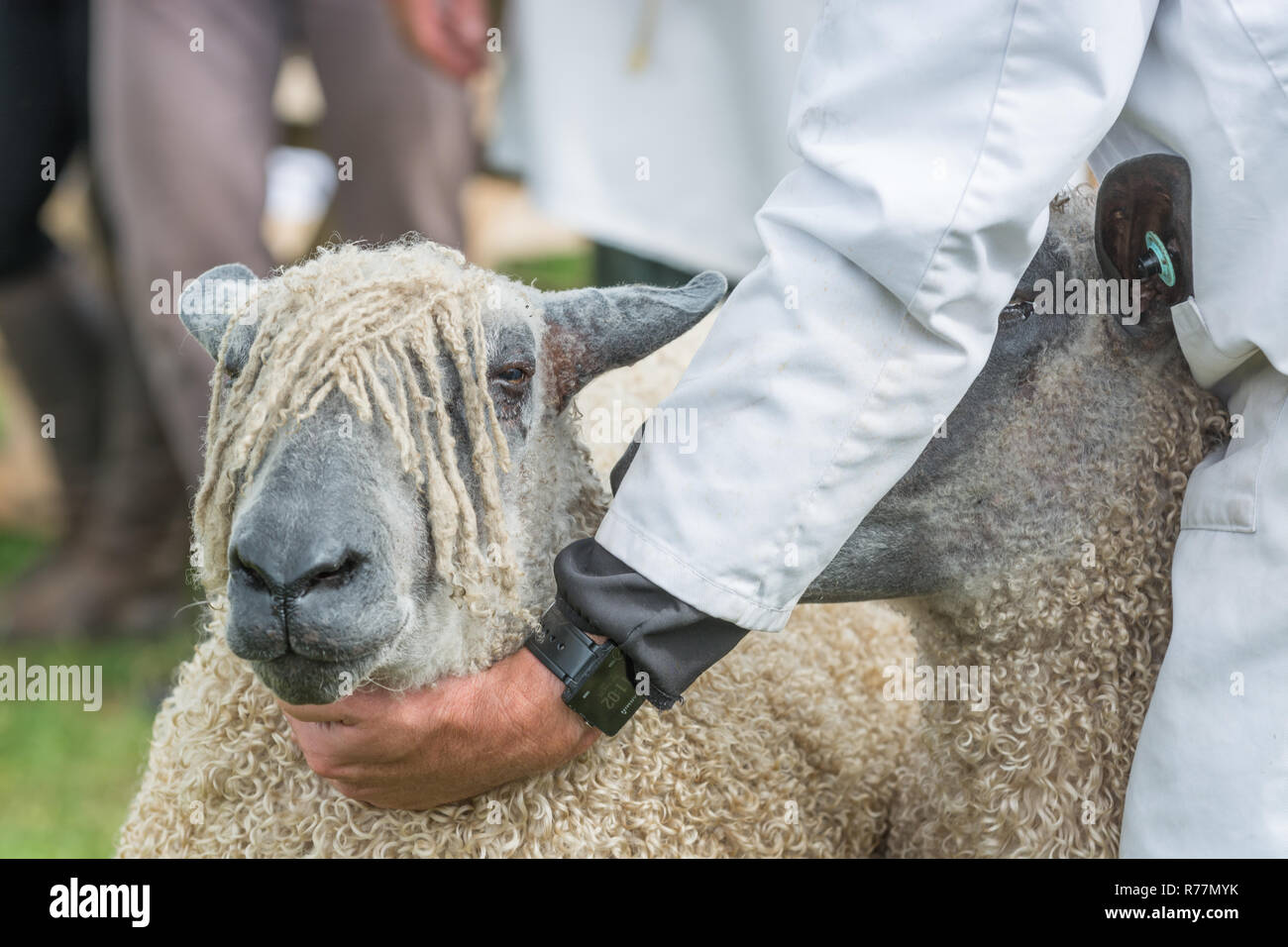 sheep judging at a country show Stock Photo - Alamy