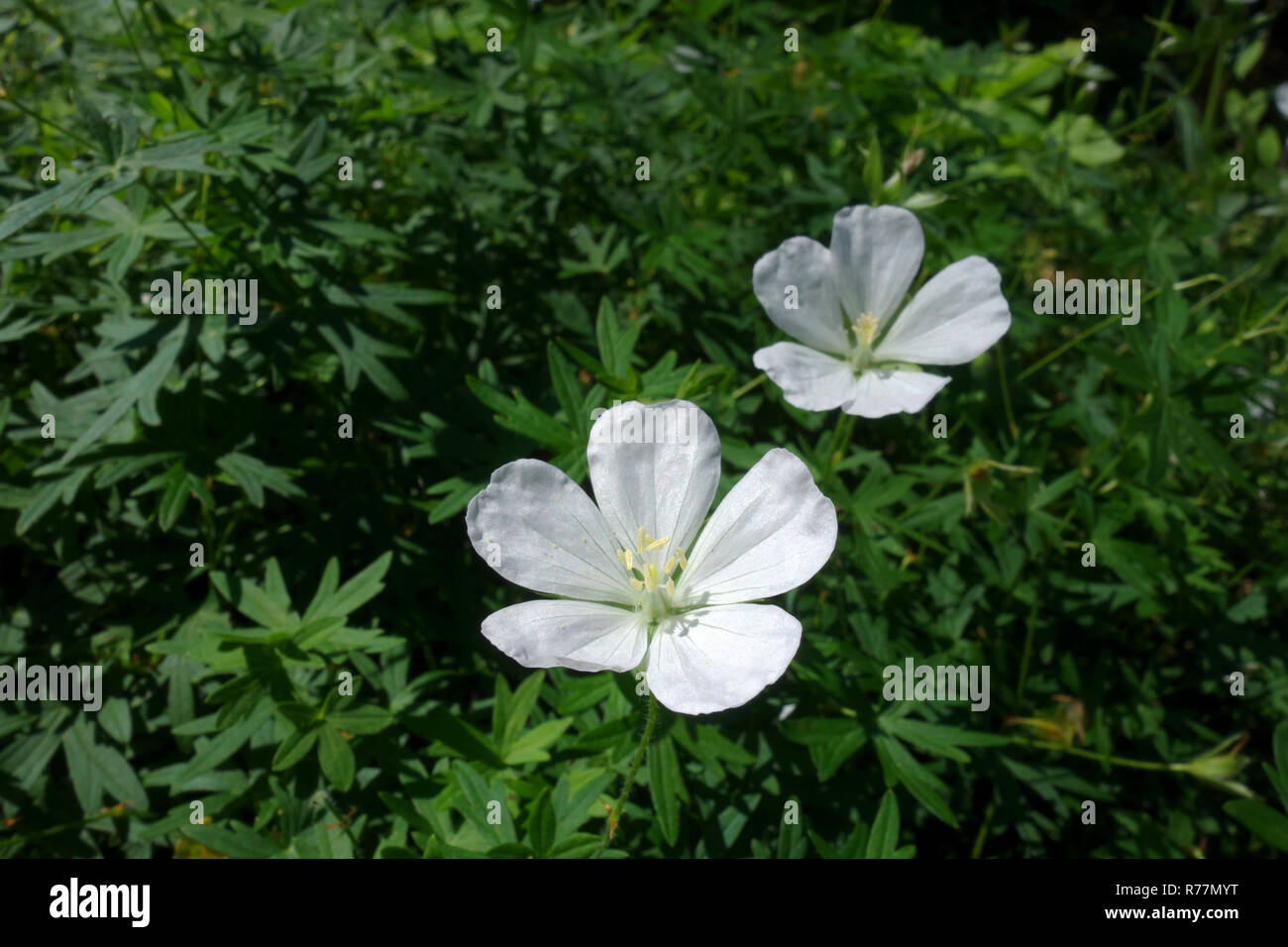 helleborus torquatus,serbian hellebore Stock Photo - Alamy