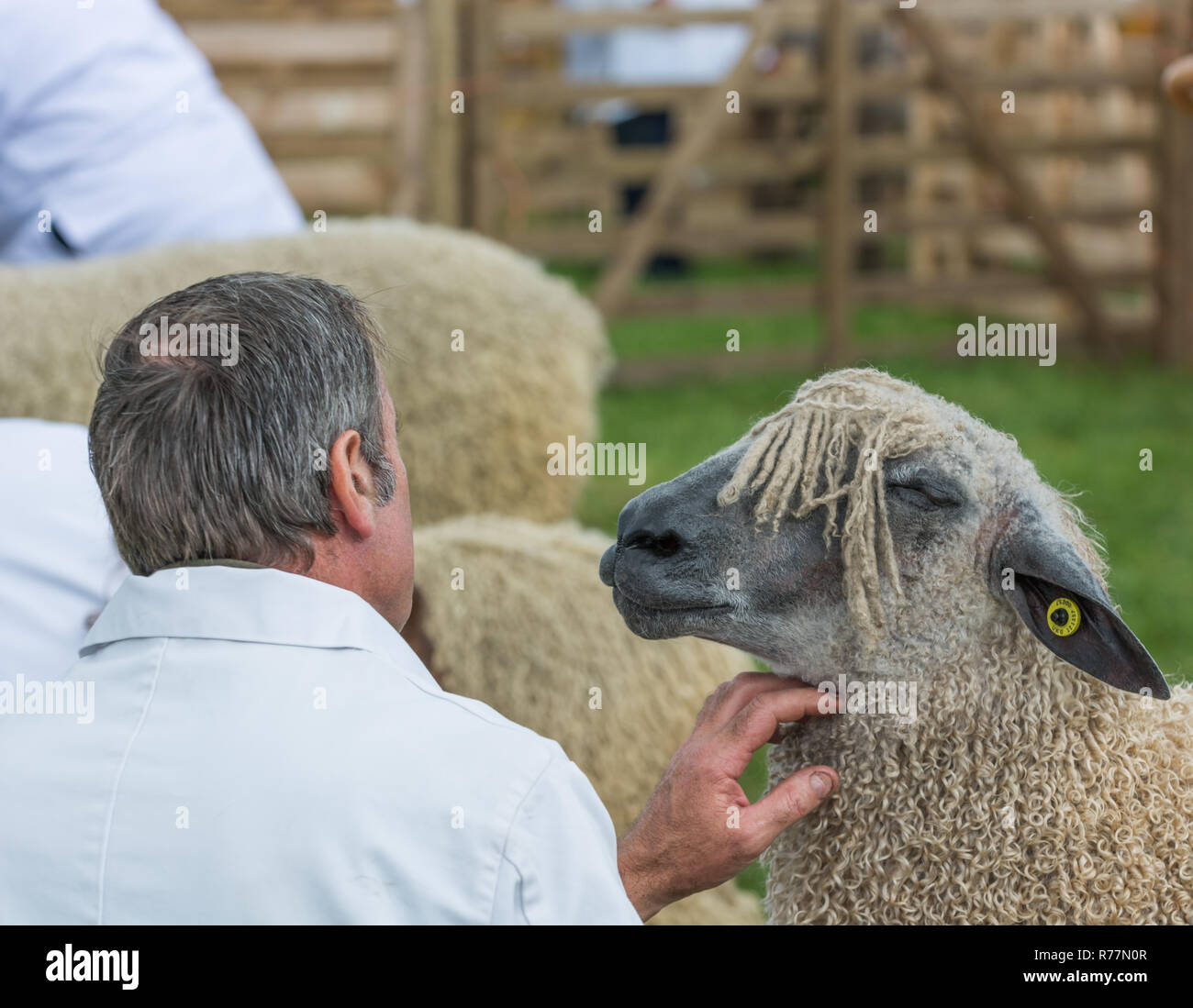 sheep judging at a country show Stock Photo - Alamy