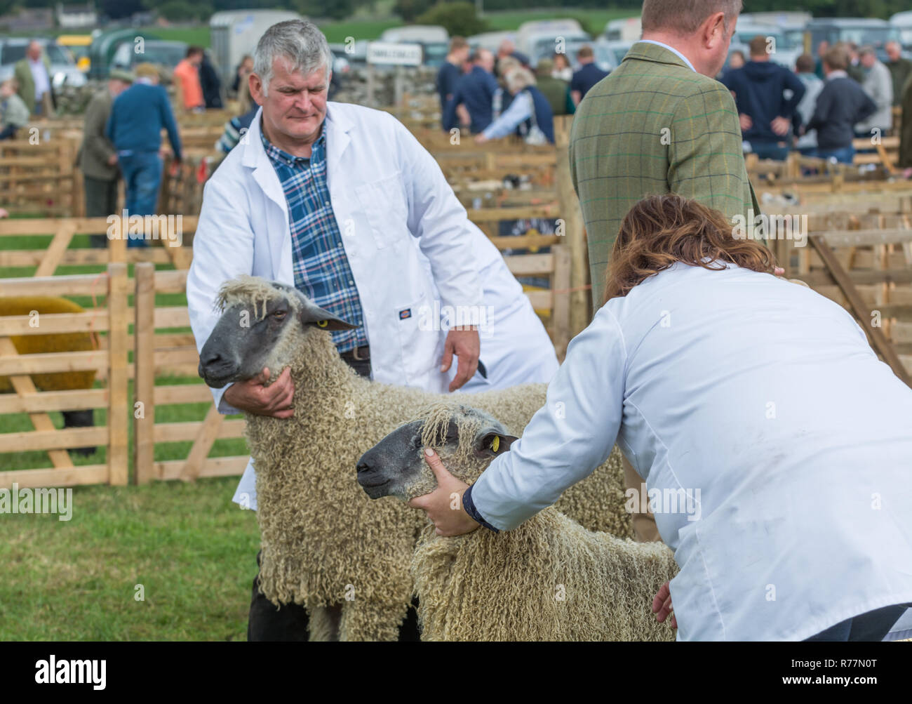sheep judging at a country show Stock Photo - Alamy