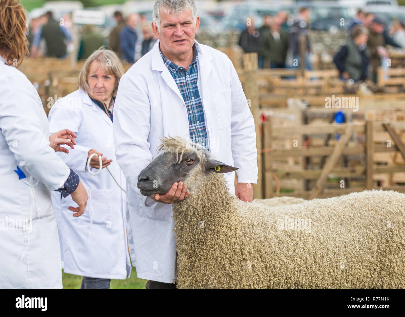 sheep judging at a country show Stock Photo - Alamy