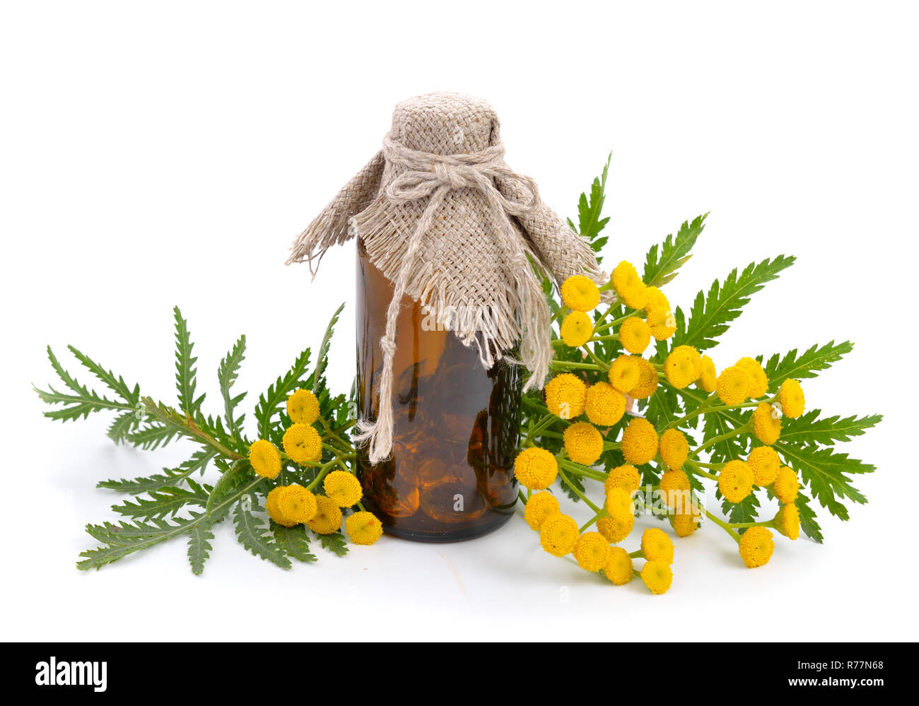 Tansy leaf Cut Out Stock Images & Pictures - Alamy