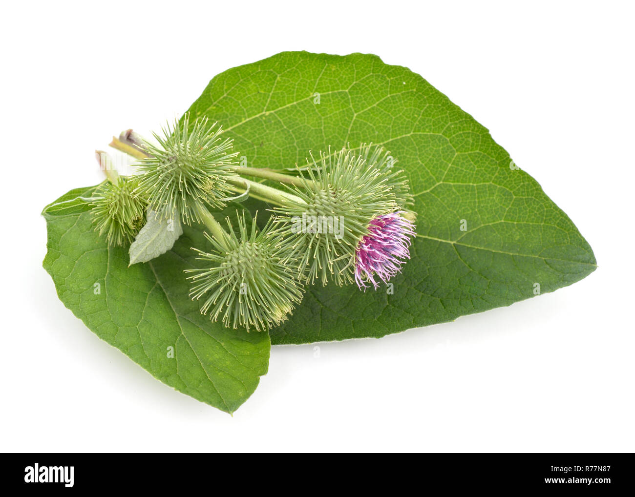 Burdock seed on white hi-res stock photography and images - Alamy