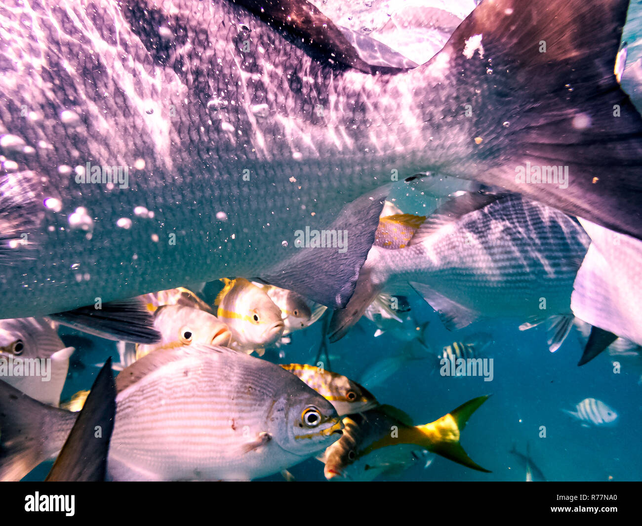 Marine life in Atlantic Ocean on Cuban coast Stock Photo - Alamy