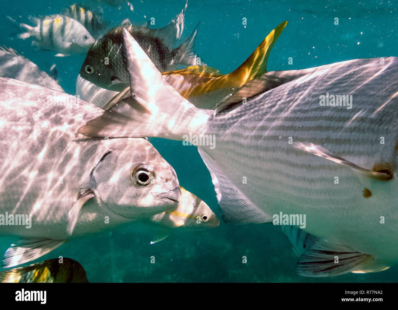 Marine life in Atlantic Ocean on Cuban coast Stock Photo - Alamy