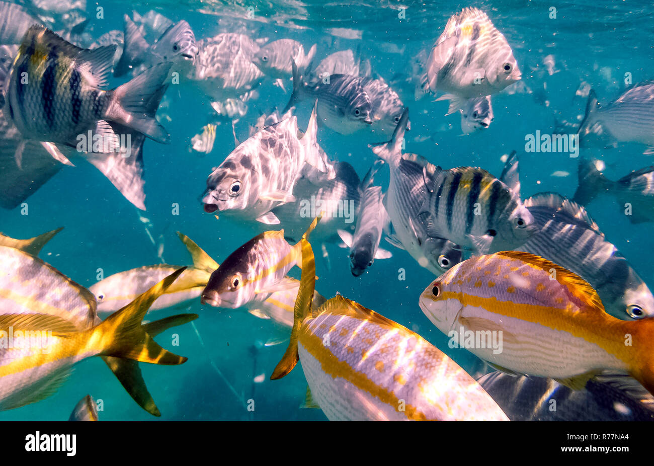 Marine life in Atlantic Ocean on Cuban coast Stock Photo - Alamy