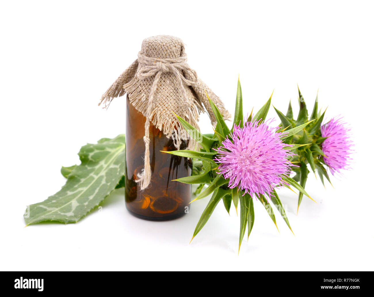 St marys thistle hi-res stock photography and images - Alamy