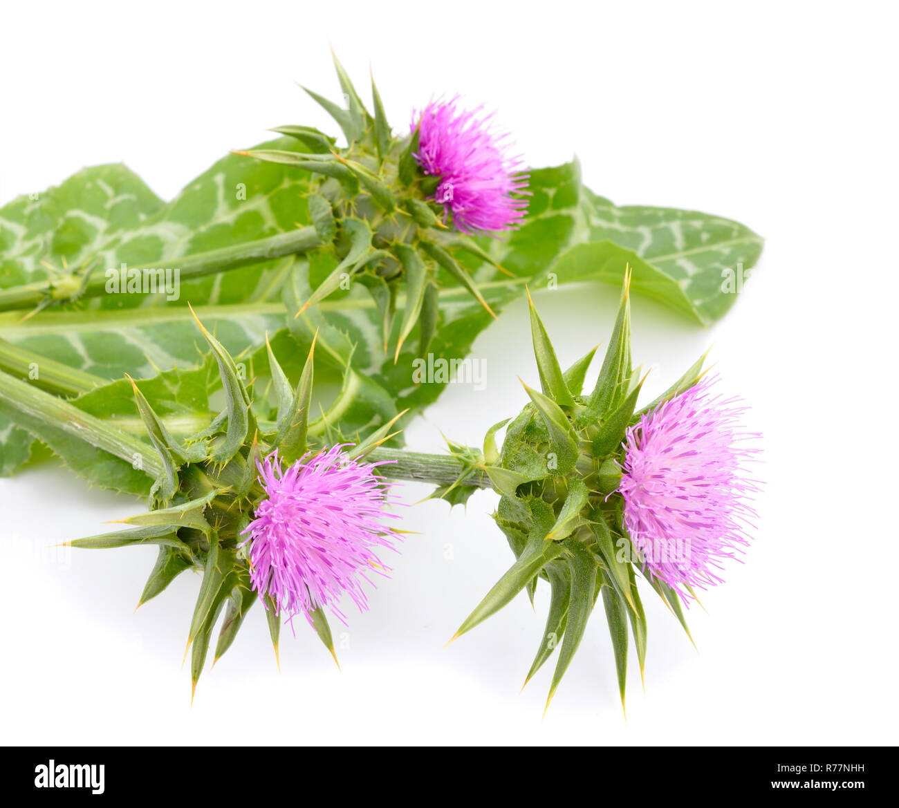 St marys thistle hi-res stock photography and images - Alamy