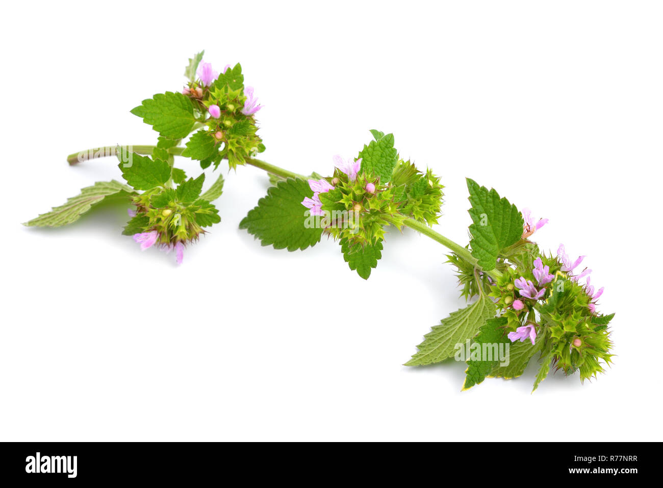 Melissa flowers isolated Stock Photo - Alamy