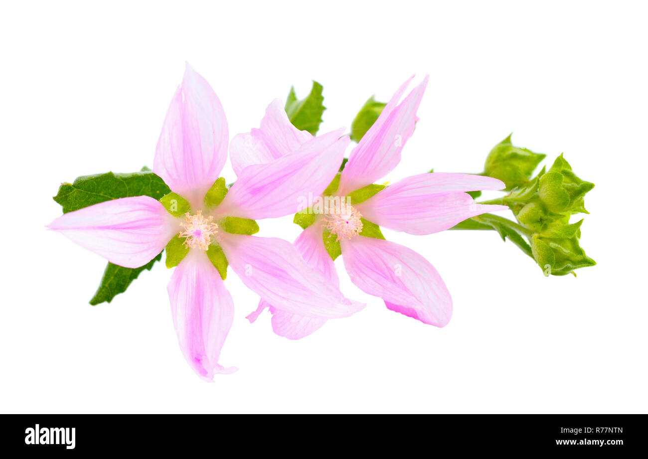 Flowers Althaea (genus) isolated on white background Stock Photo - Alamy