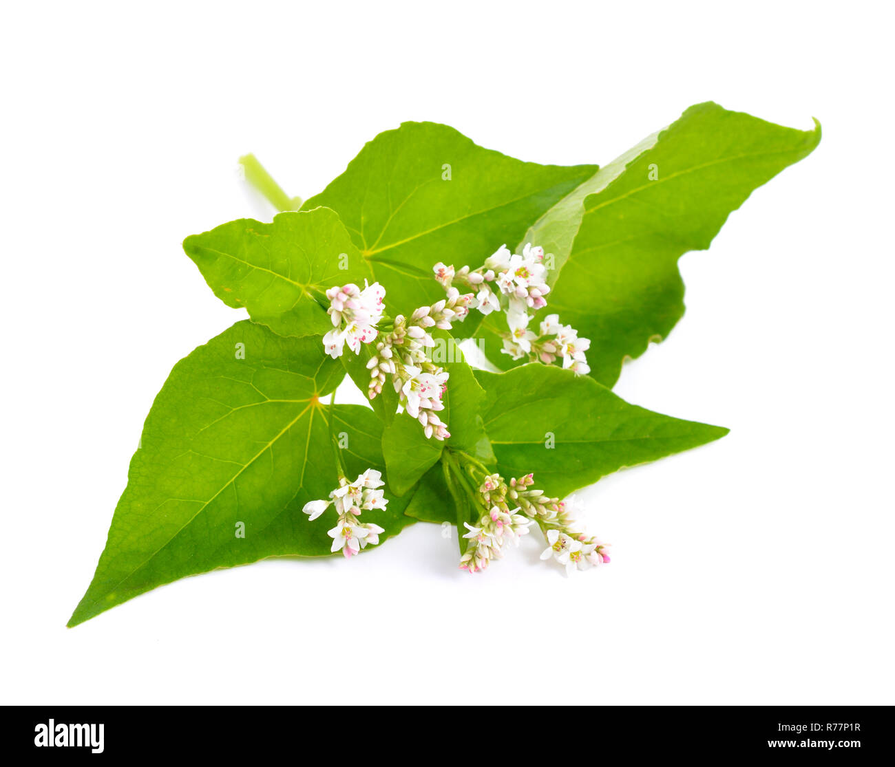 Buckwheat flowers hi-res stock photography and images - Alamy