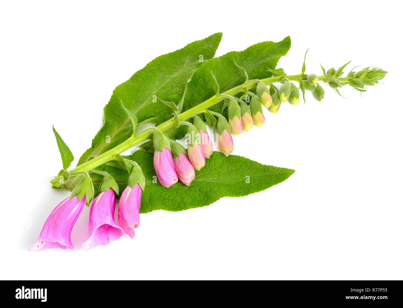 Foxglove stem background Cut Out Stock Images & Pictures - Alamy