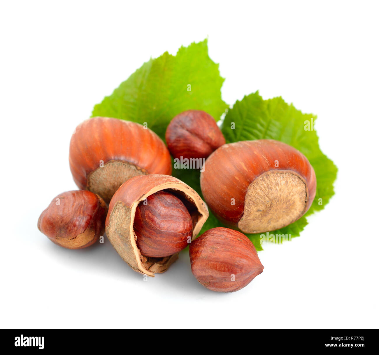 Hazelnut - a filbert. Isolated Stock Photo - Alamy