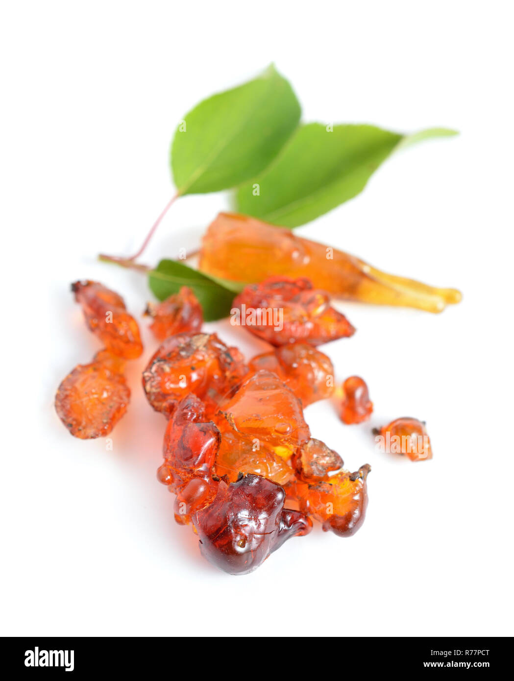 Chewing gum tree hi-res stock photography and images - Alamy