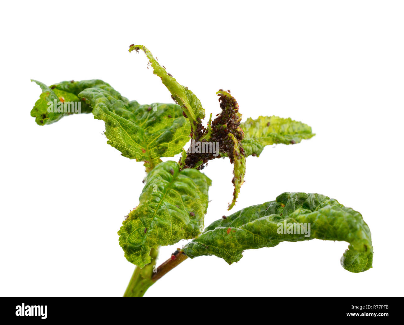 Cherry branch struck with a plant lice (Aphid). Isolated Stock Photo ...
