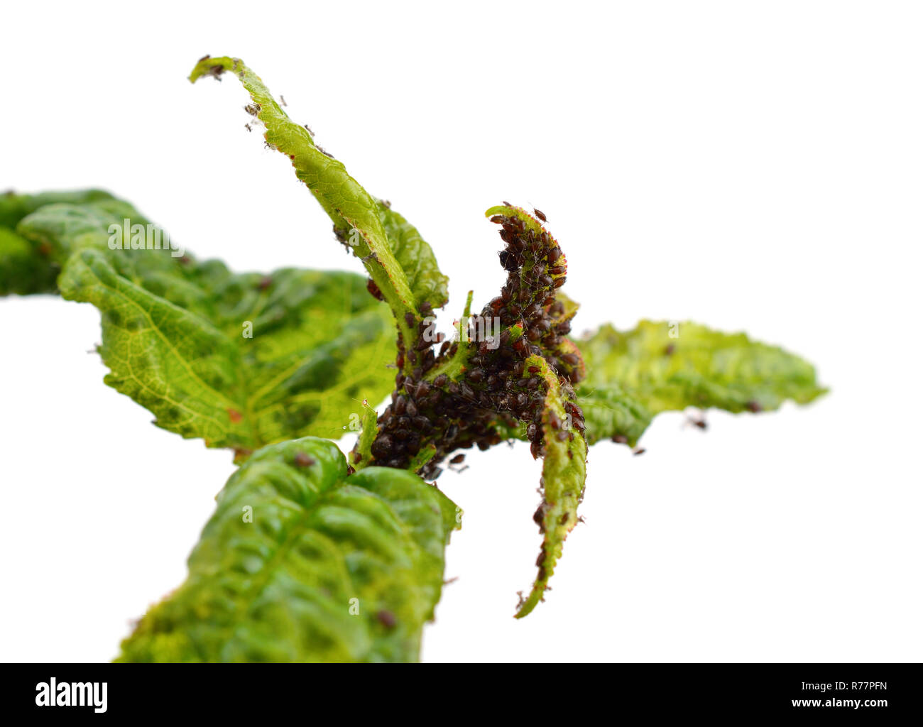 Cherry branch struck with a plant lice (Aphid). Isolated Stock Photo ...