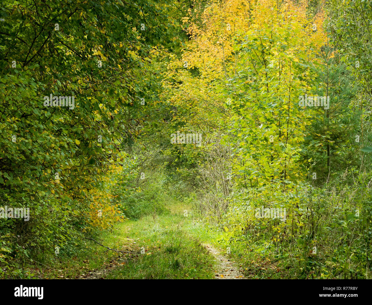 Idyllic forest hi-res stock photography and images - Alamy