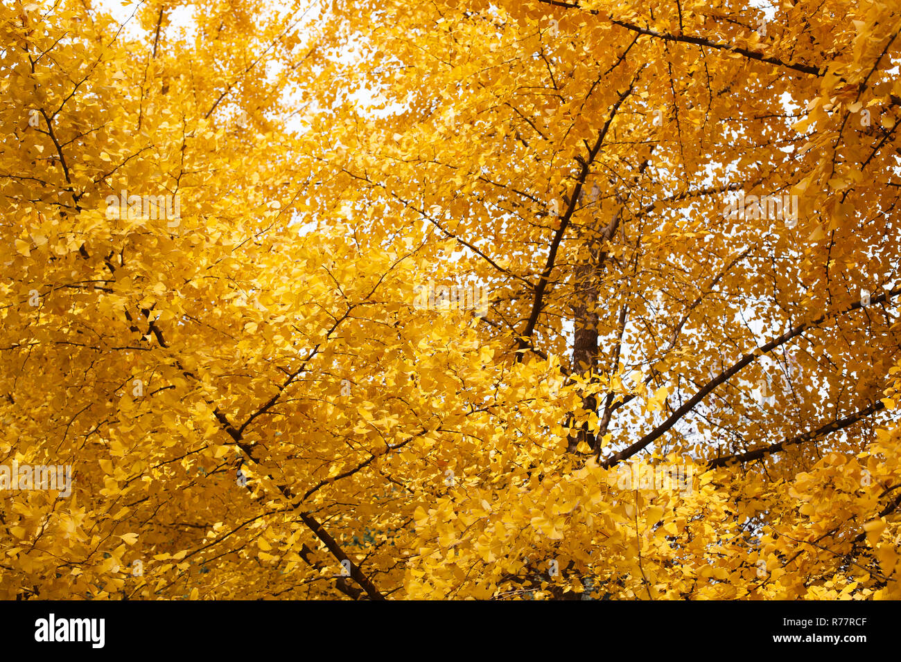 Golden and lush ginkgo trees Stock Photo - Alamy