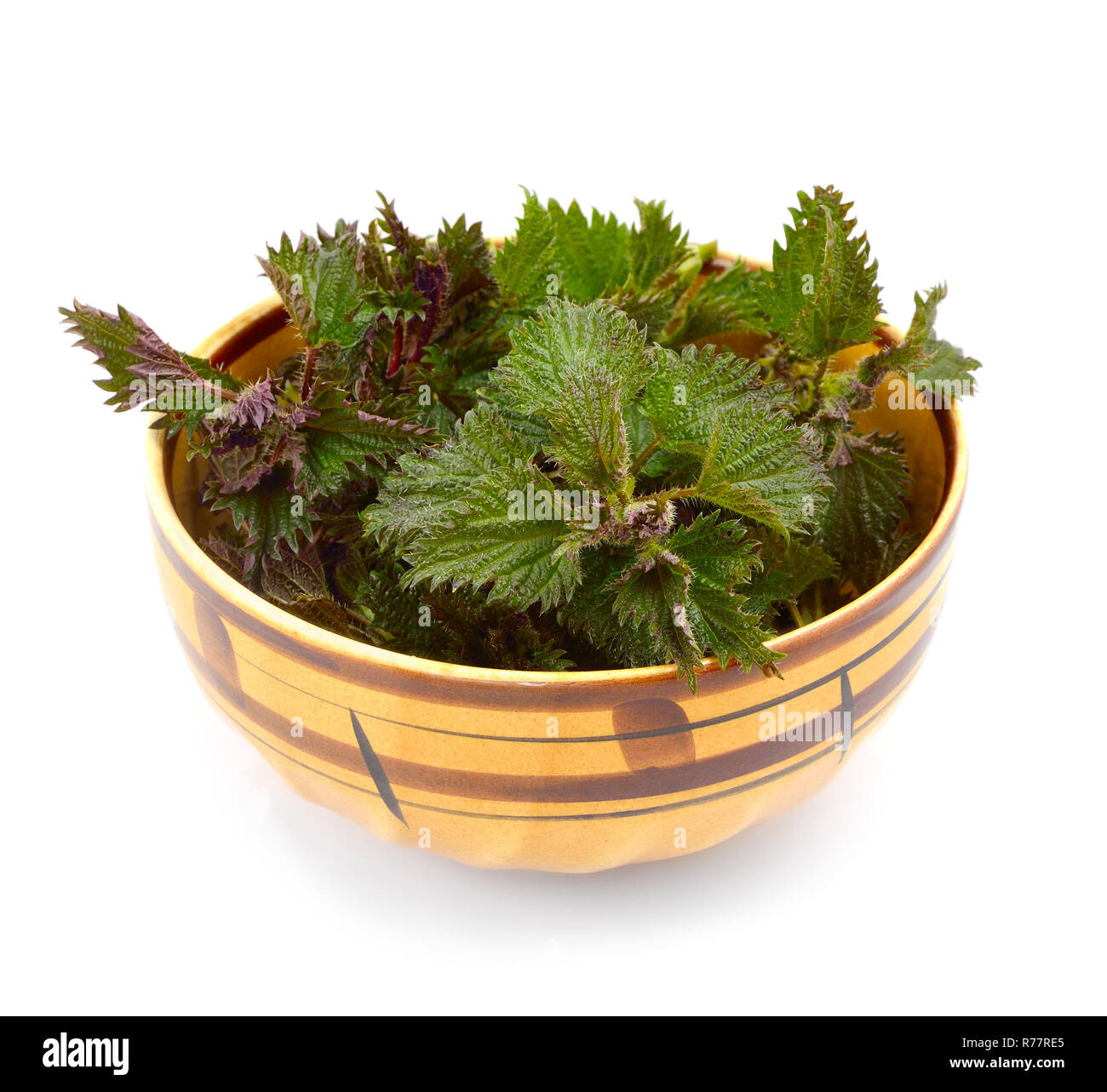 Young branches of a nettle for cooking. Isolated on white background ...