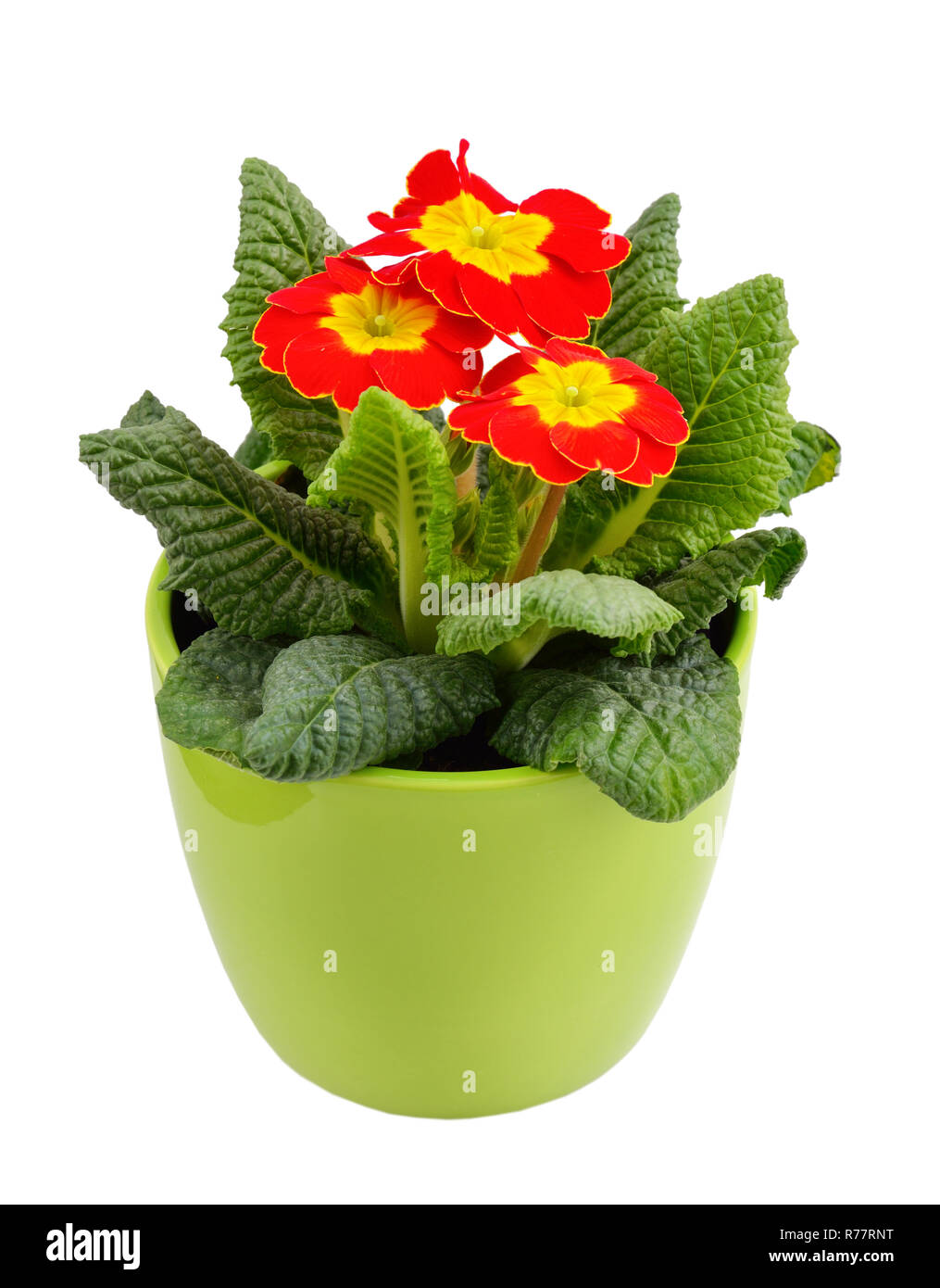 Red primrose in a flowerpot. Isolated on white background Stock Photo ...