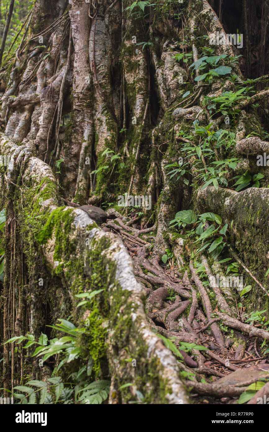 Living roots bridge close up view, Meghalaya, India. This bridge is ...
