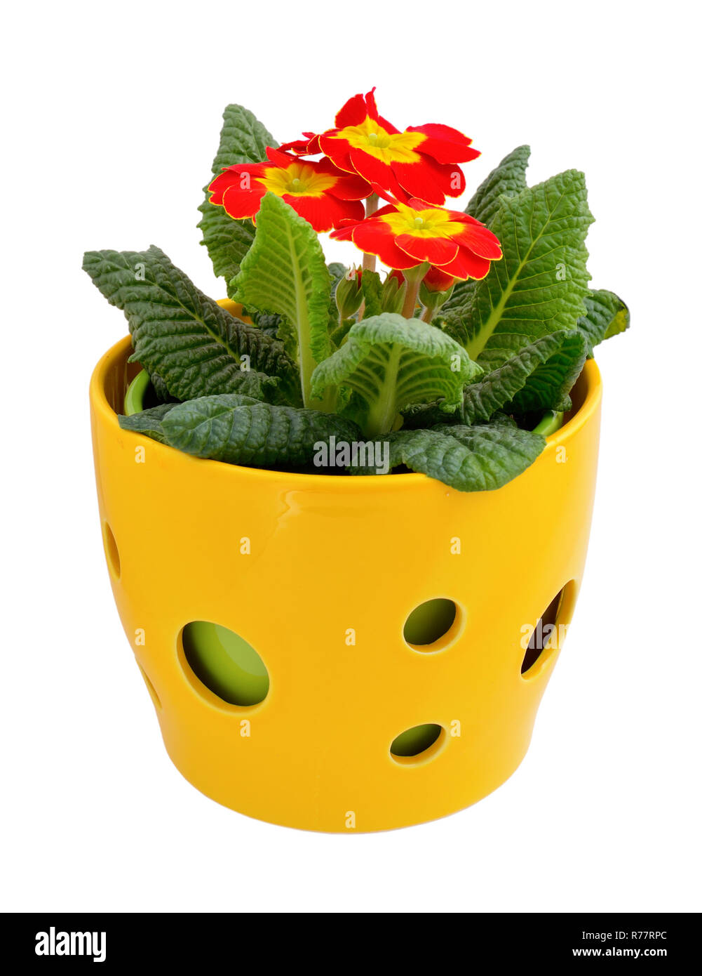 Red primrose in a flowerpot. Isolated on white background Stock Photo ...