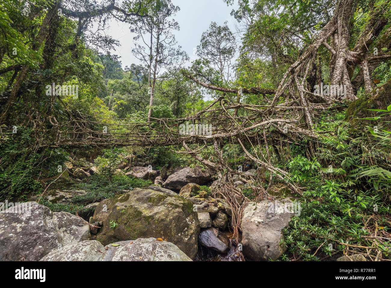 Living root bridge hi-res stock photography and images - Alamy