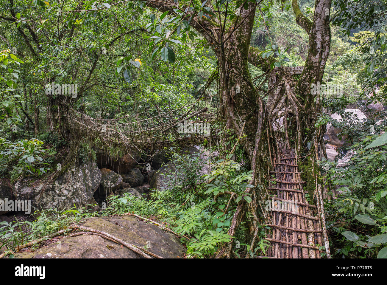 Living root bridge hi-res stock photography and images - Alamy