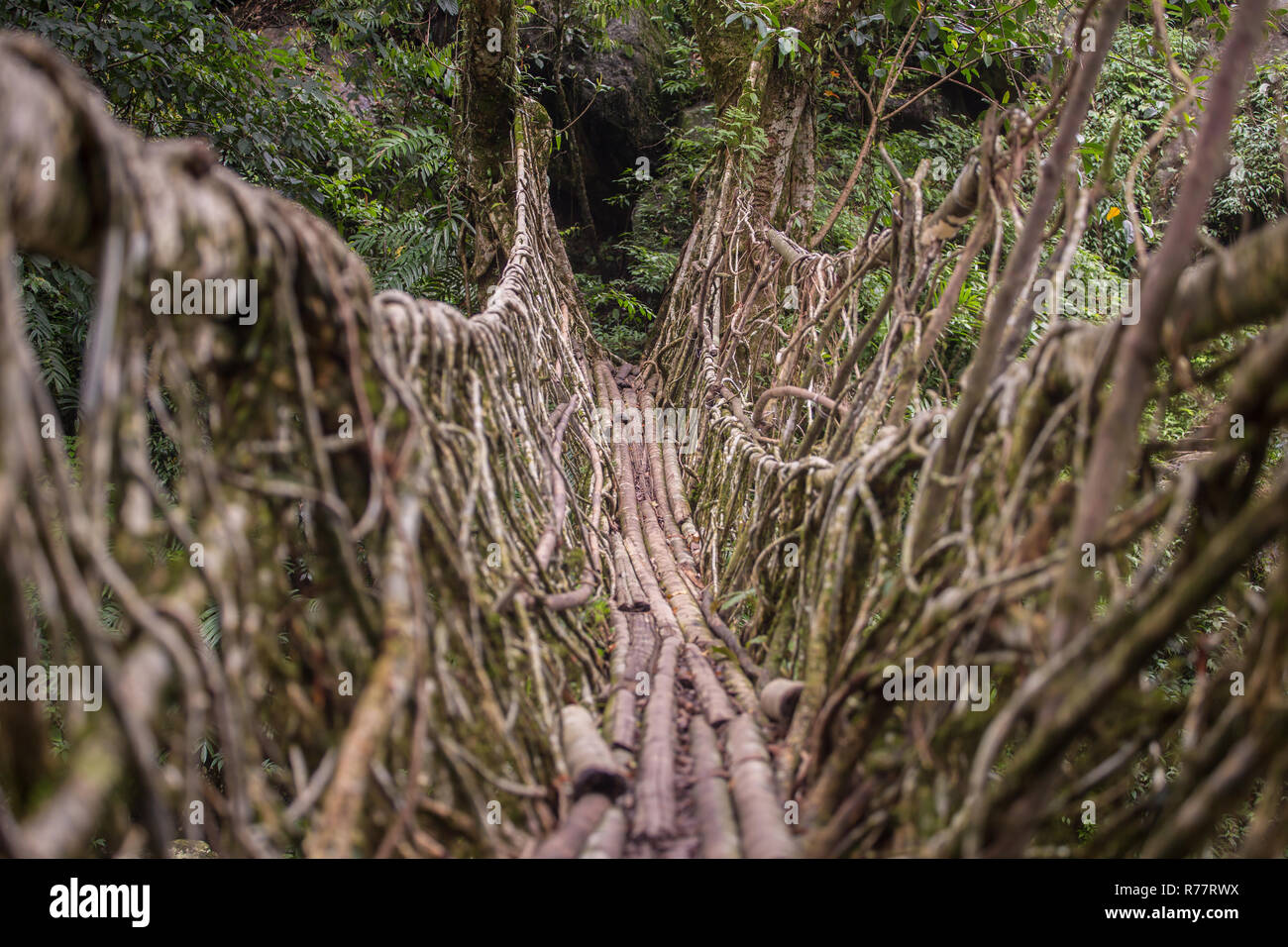 Living root bridge india hi-res stock photography and images - Alamy
