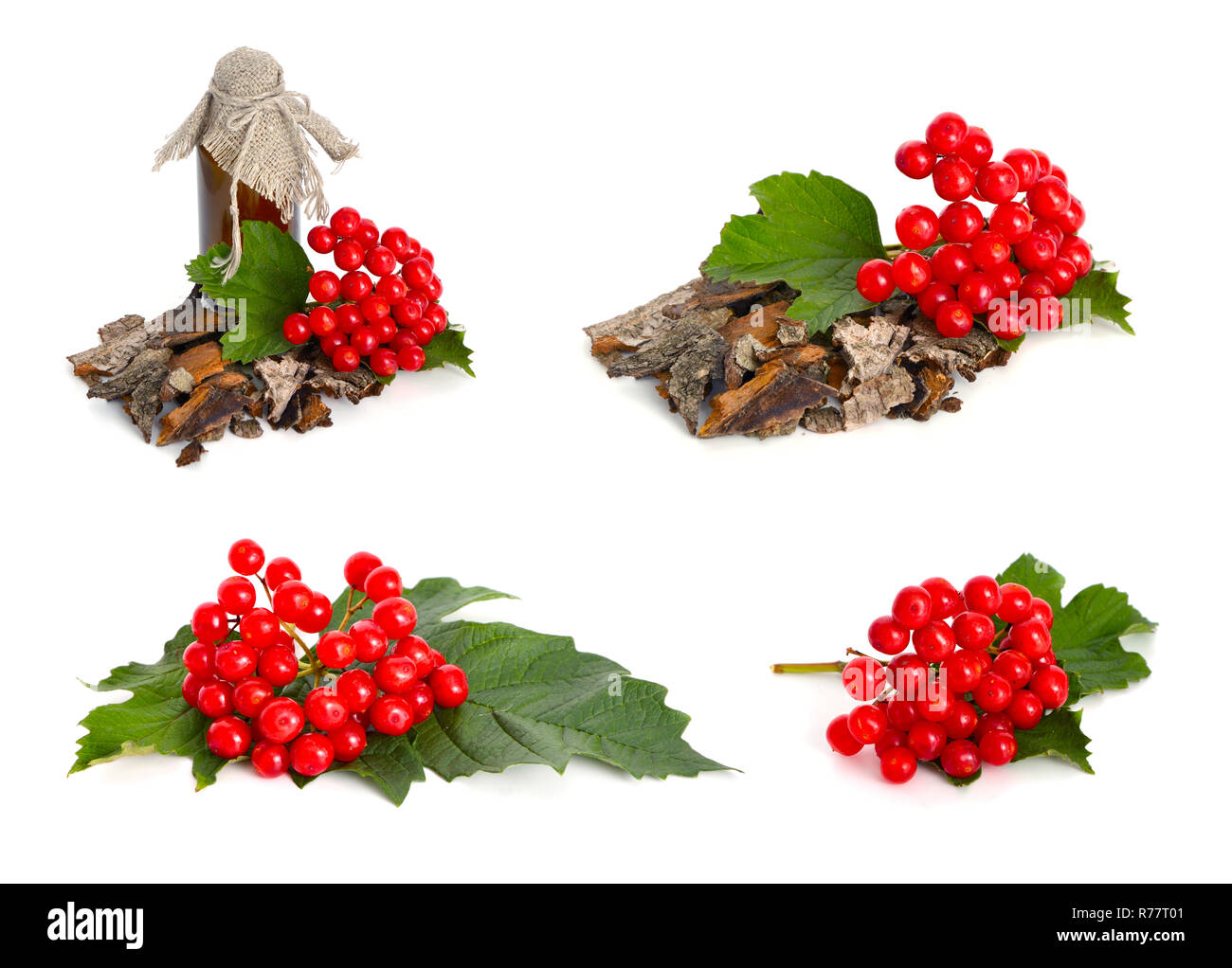 Guelder-rose bark isolated on white background Stock Photo - Alamy