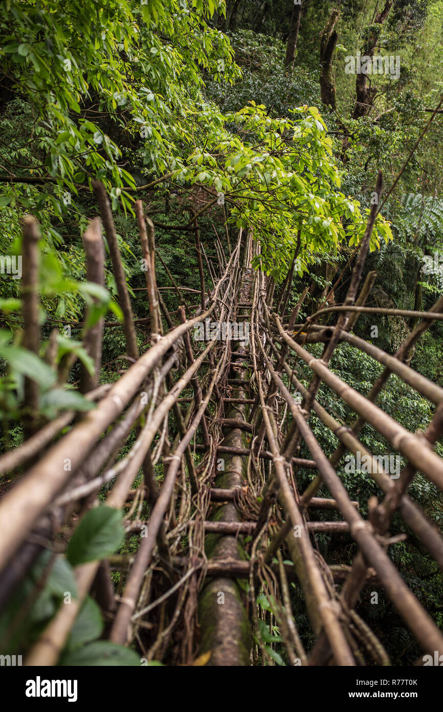Tree Bridge India