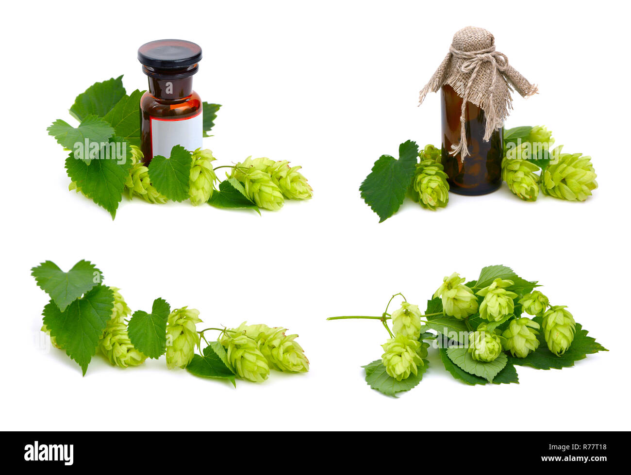 Hop plant and pharmaceutical bottles on white background Stock Photo ...