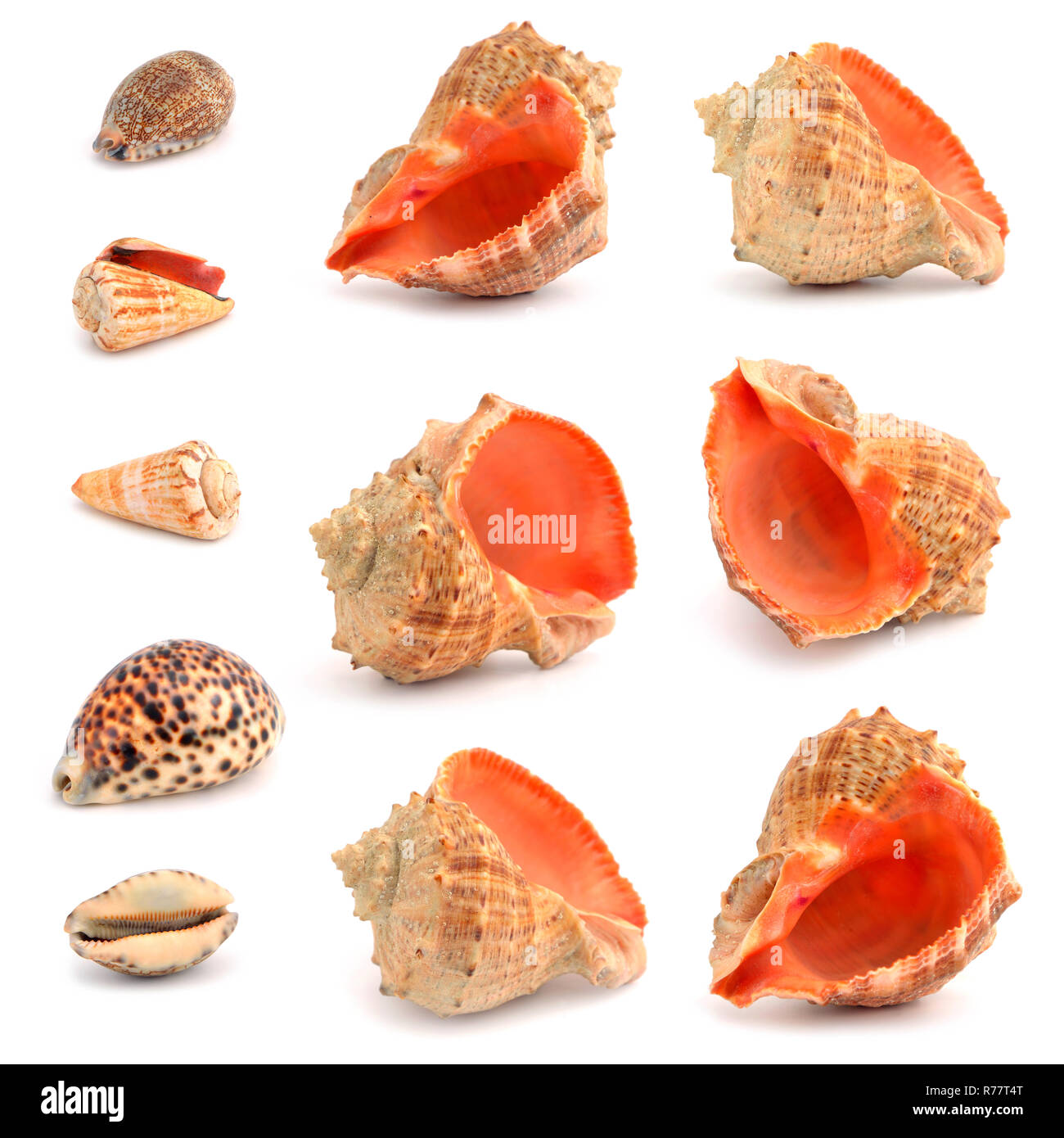 Cockleshells on a white background Stock Photo - Alamy