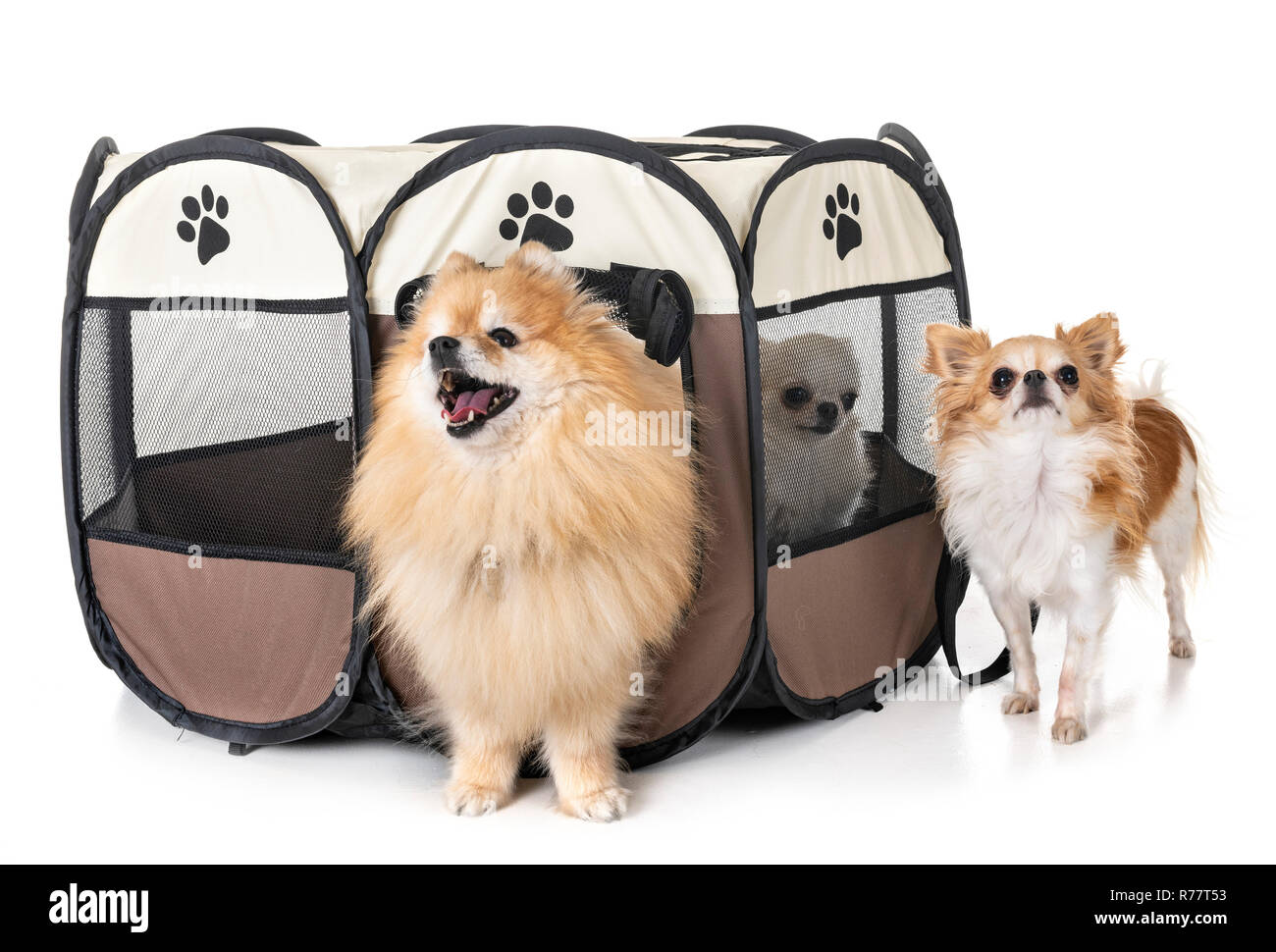 dogs in pen in front of white background Stock Photo - Alamy