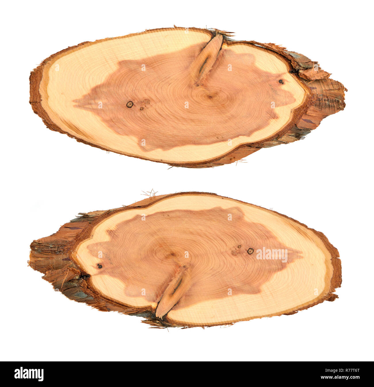 Years trunk Cut Out Stock Images & Pictures - Alamy