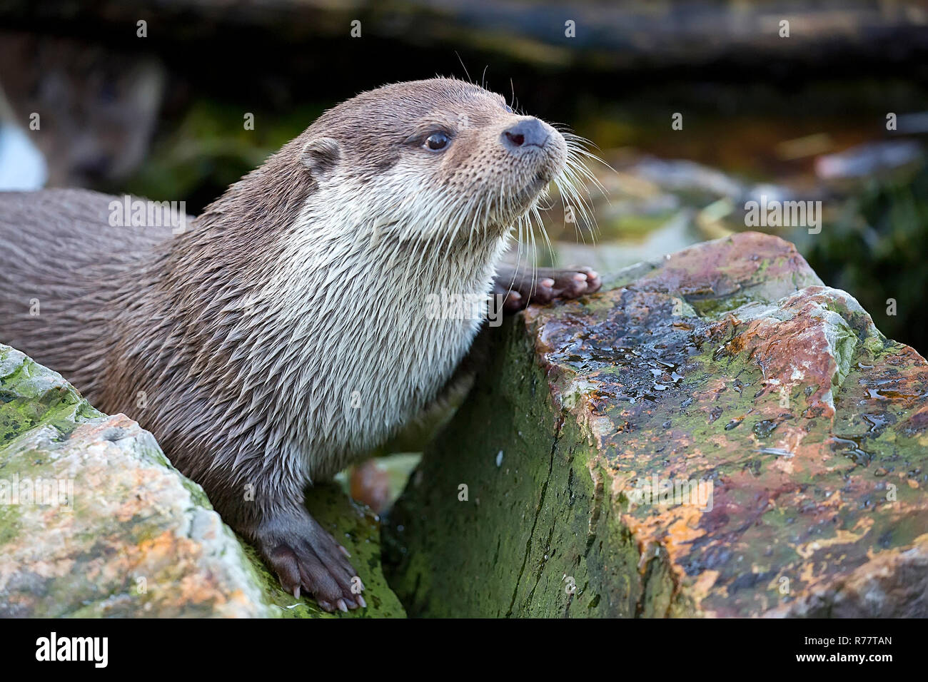 Weasel in the wild, a portrait Stock Photo - Alamy