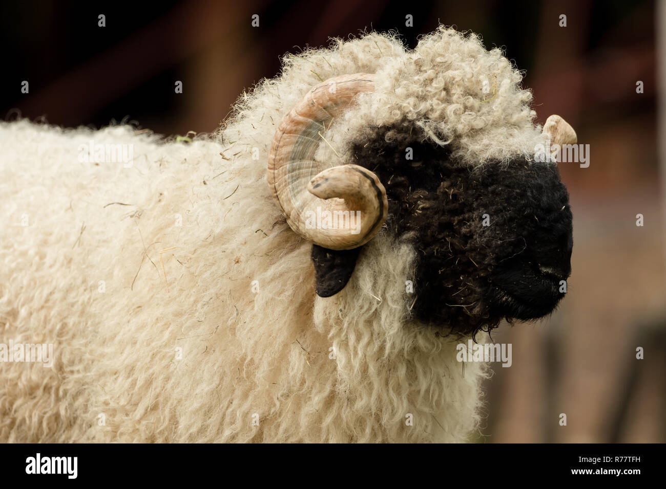 Walliser blacknose sheep hi-res stock photography and images - Alamy