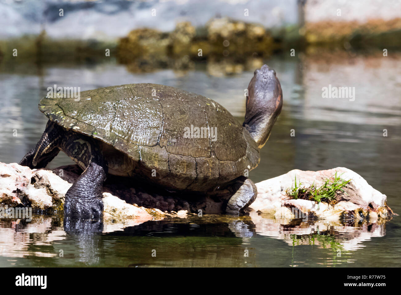 Cuban slider (Trachemys decussata), turtle native to Cuba - Peninsula ...