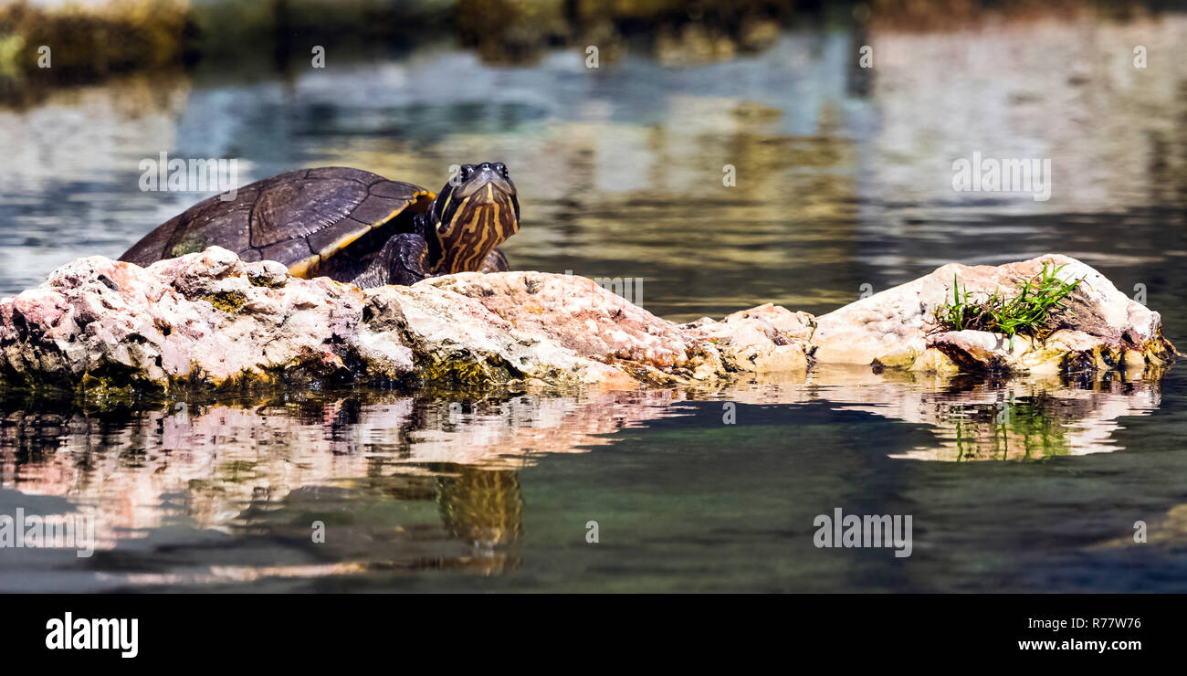 Cuban slider (Trachemys decussata), turtle native to Cuba - Peninsula ...