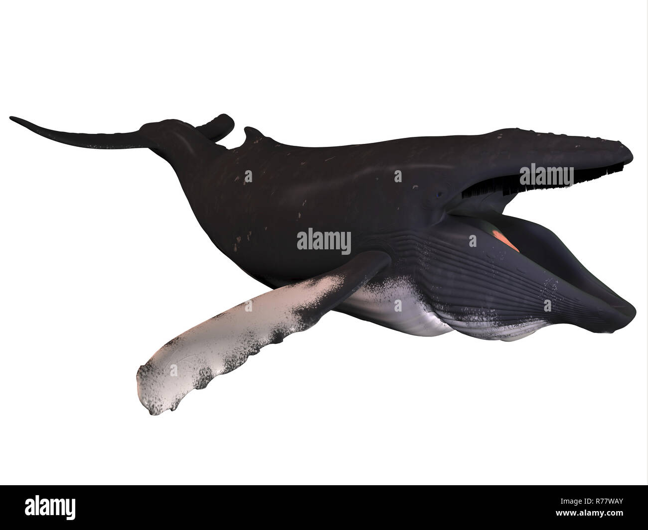 Humpback whale mouth open underwater hi-res stock photography and ...