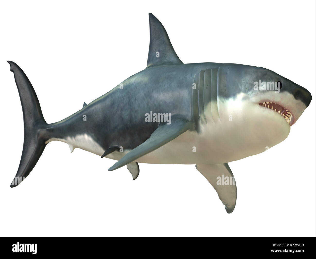 Great White Shark Female Stock Photo - Alamy