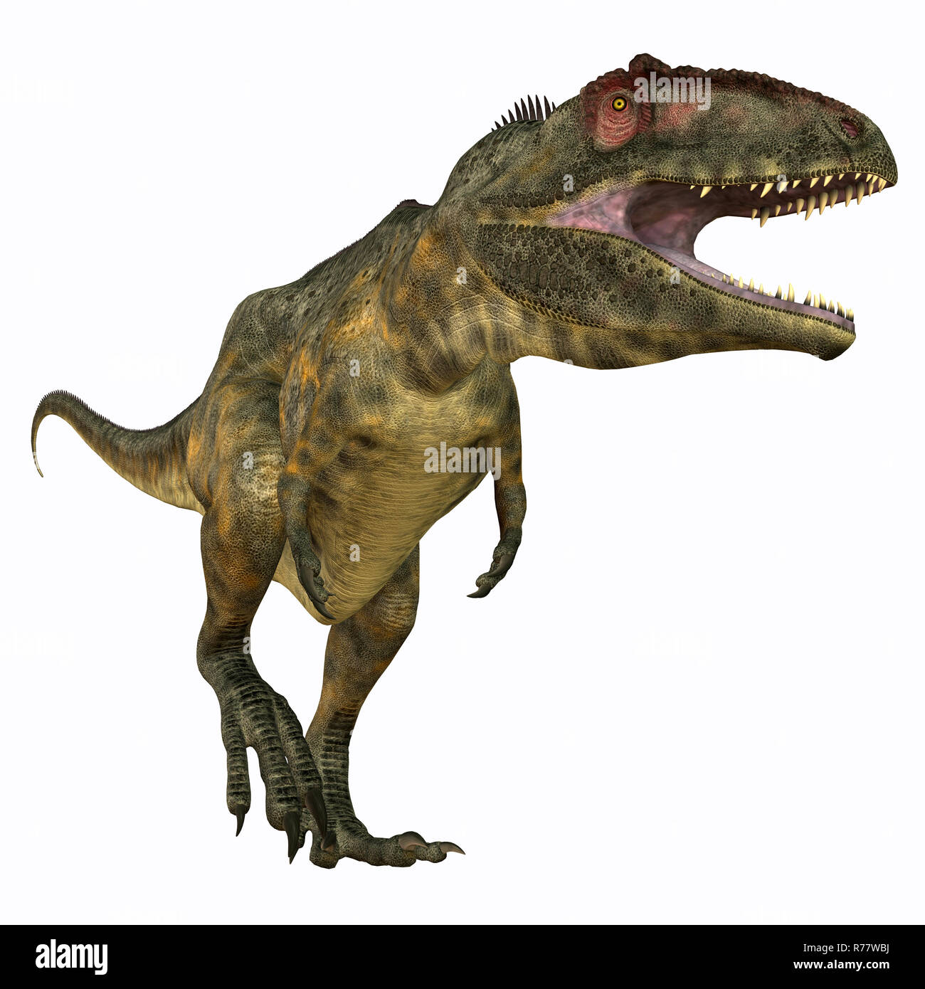 Giganotosaurus dinosaur hi-res stock photography and images - Alamy