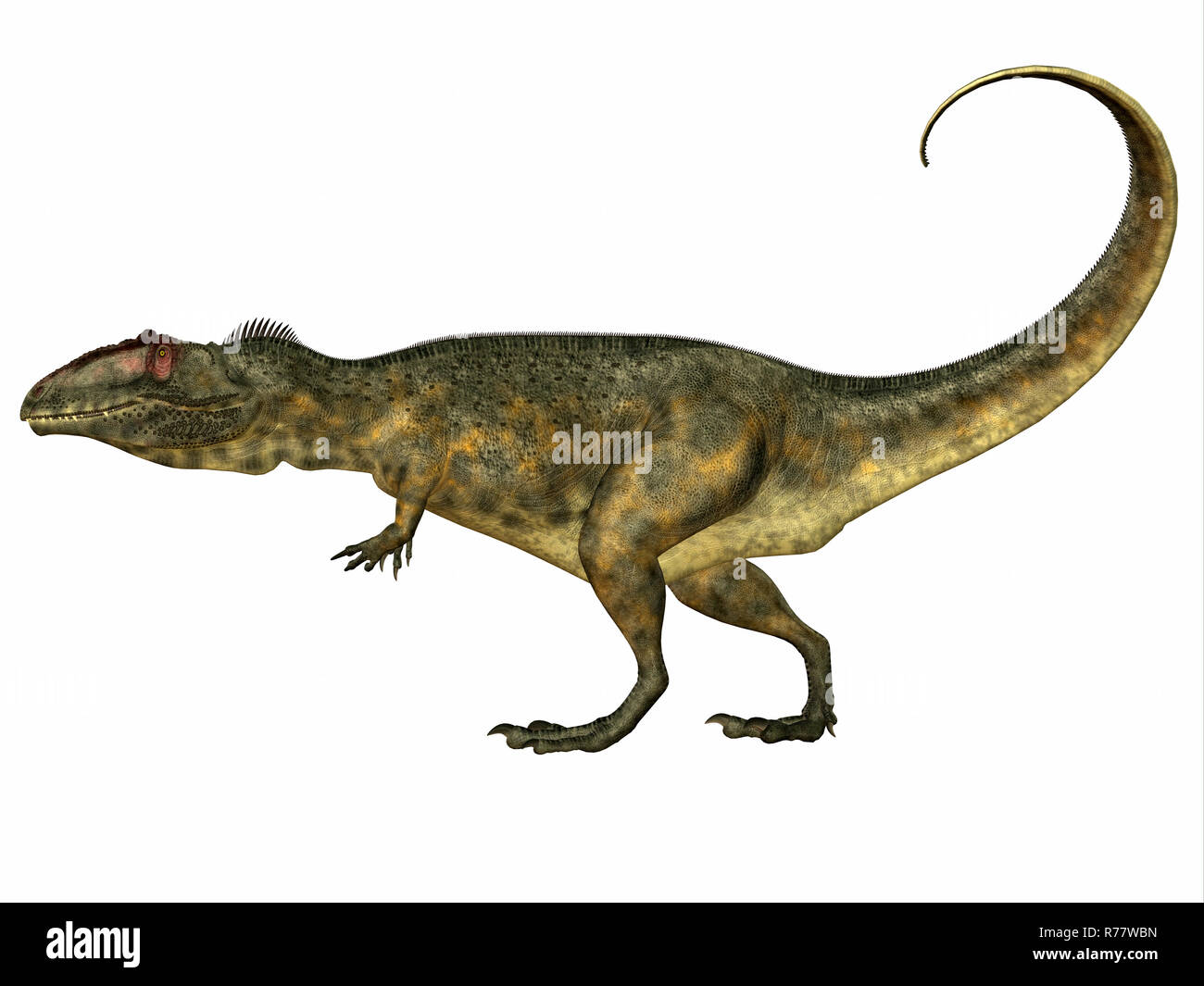 Giganotosaurus High Resolution Stock Photography and Images - Alamy