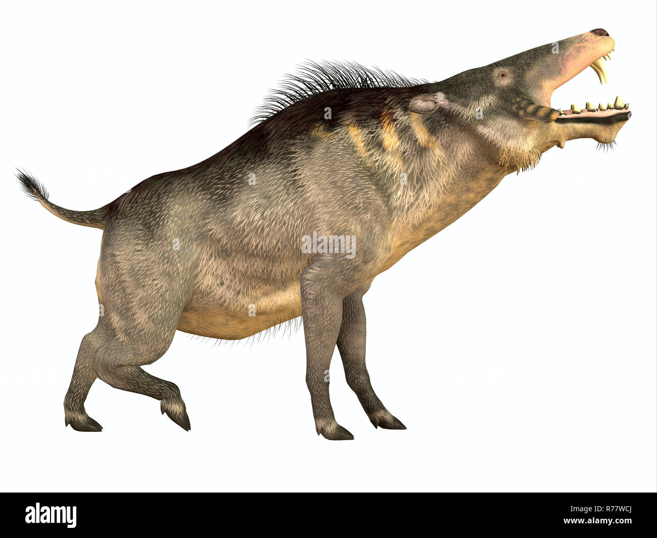 Entelodon Side Profile Stock Photo - Alamy