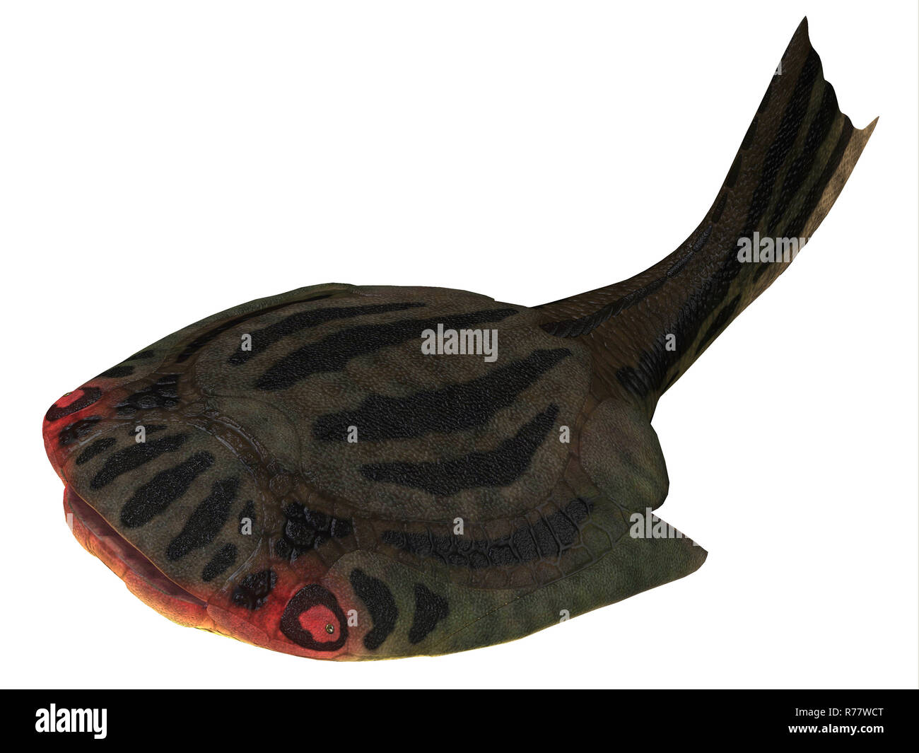 Drepanaspis Fish over White Stock Photo - Alamy