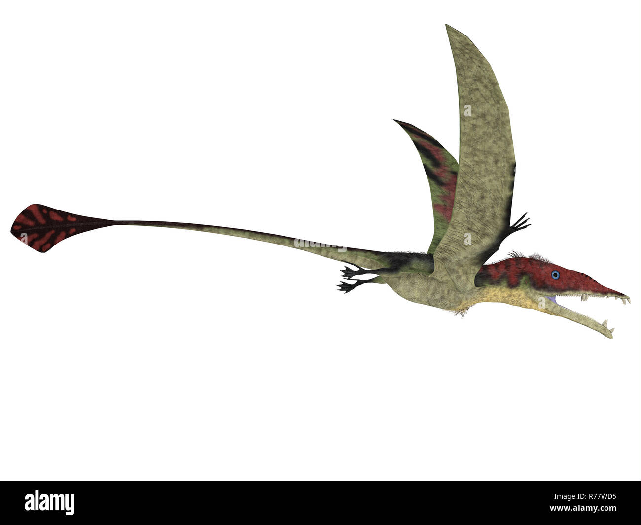 Eudimorphodon over White Stock Photo - Alamy