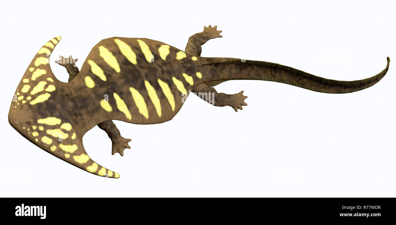 Diplocaulus Permian Amphibian Stock Photo - Alamy