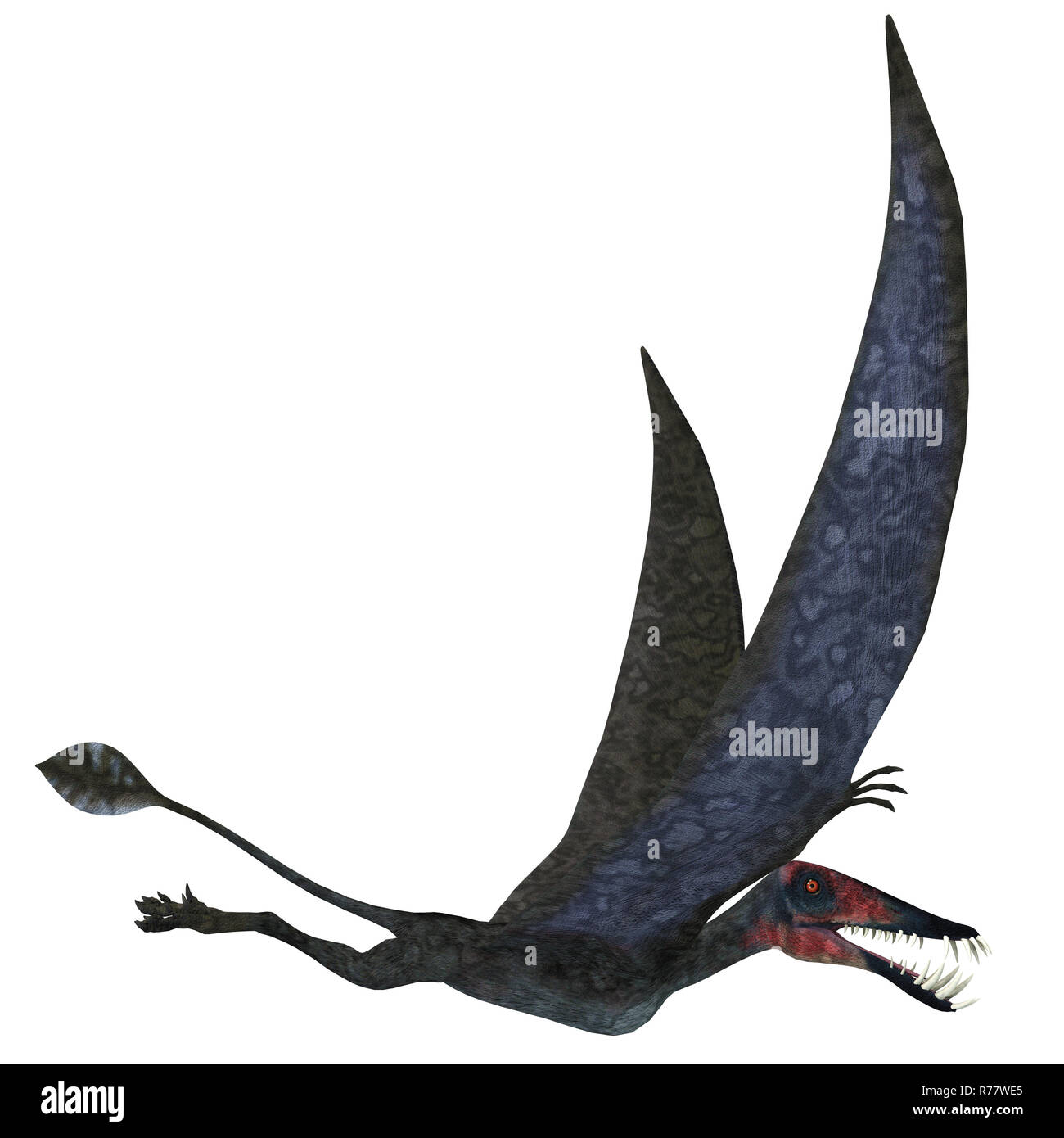 Dorygnathus Pterosaur over White Stock Photo - Alamy