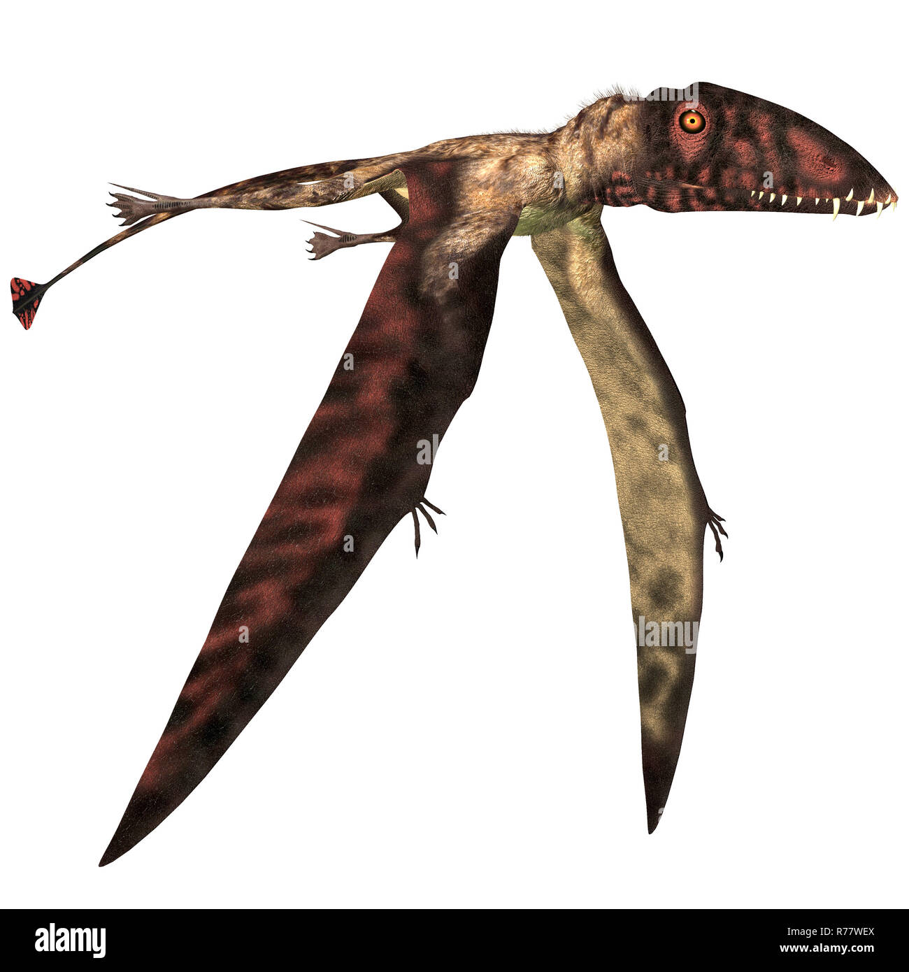 Mesozoic birds hi-res stock photography and images - Alamy