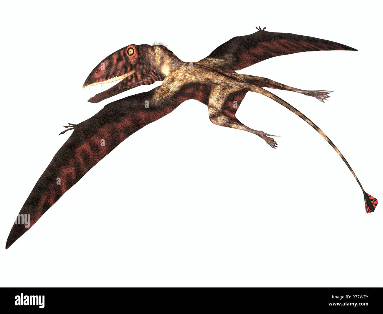 Dimorphodon on White Stock Photo - Alamy